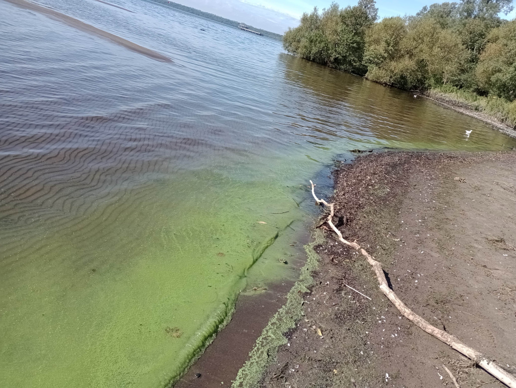Bloomin Algae Record Map | iRecord