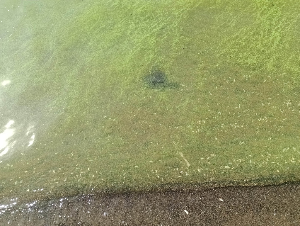 Bloomin Algae Record Map | iRecord