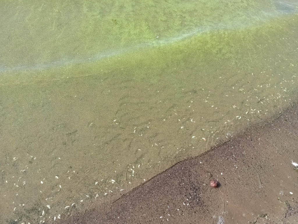 Bloomin Algae Record Map | iRecord