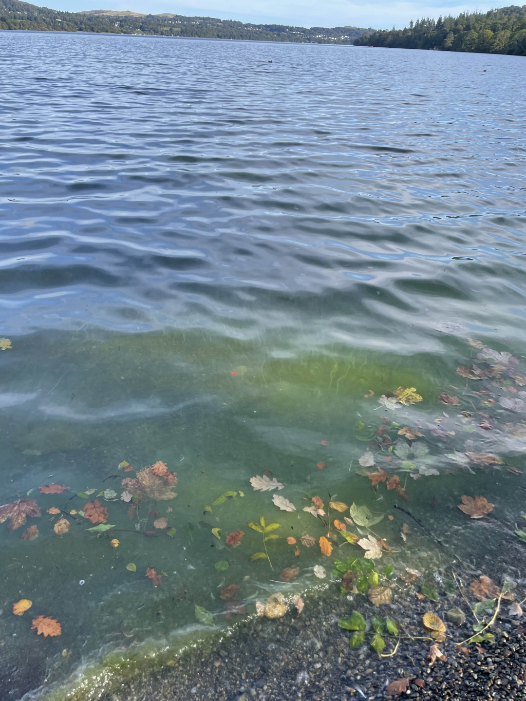 Bloomin Algae Record Map | iRecord