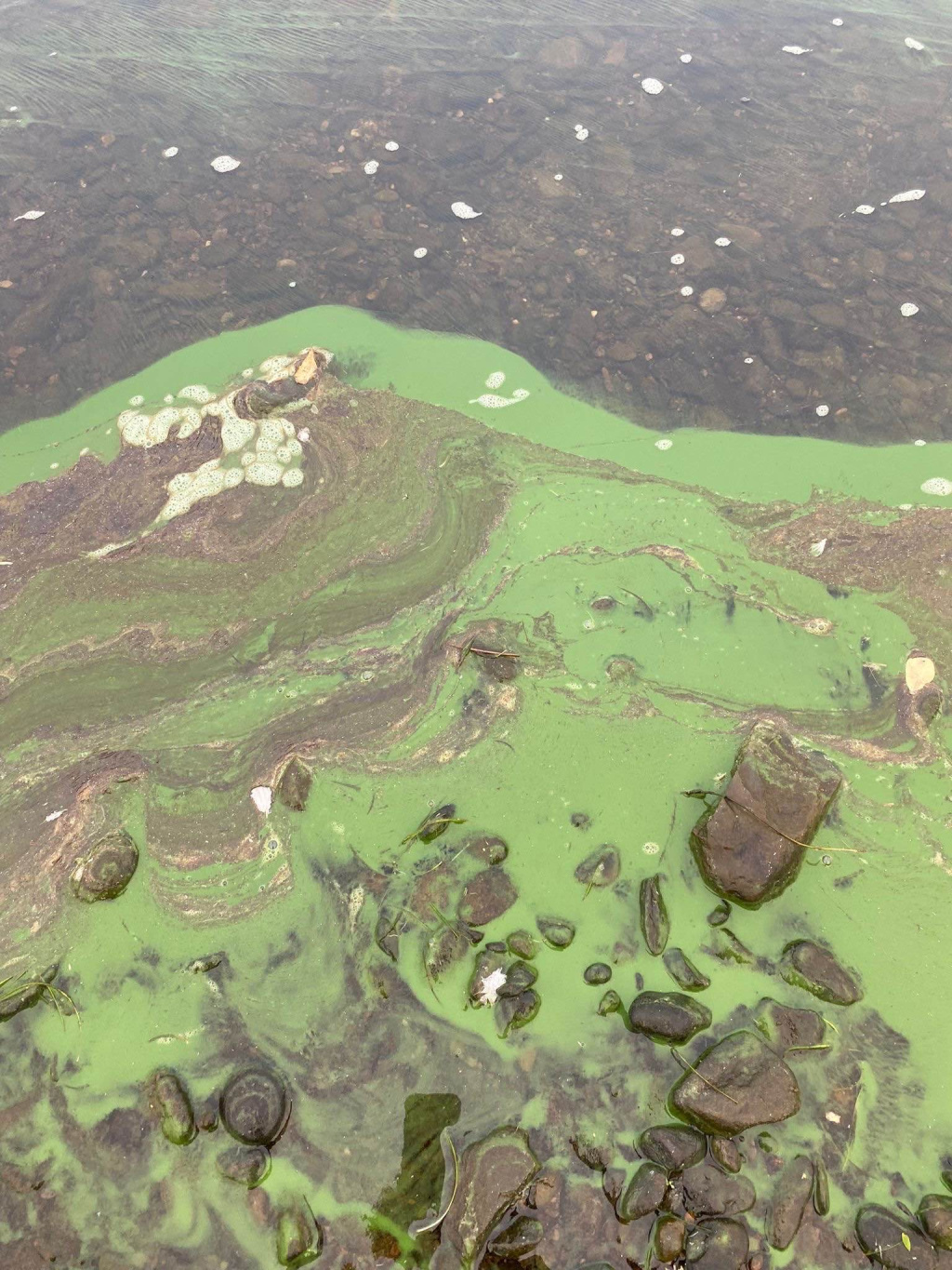 Bloomin Algae Record Map | iRecord