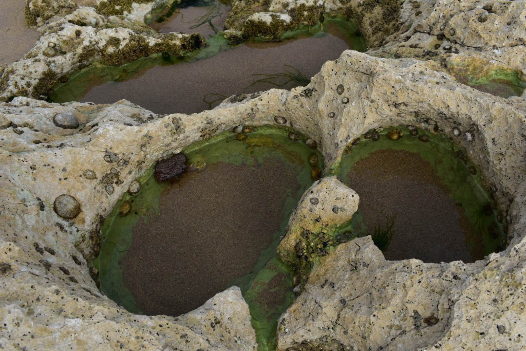 Bloomin Algae Record Map | iRecord