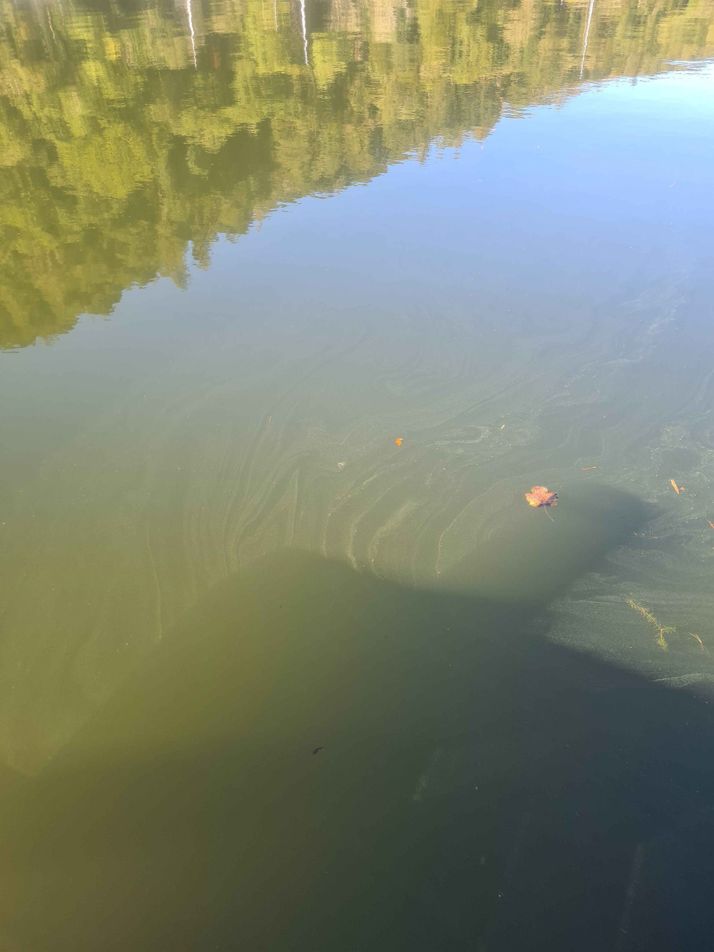 Bloomin Algae Record Map | iRecord