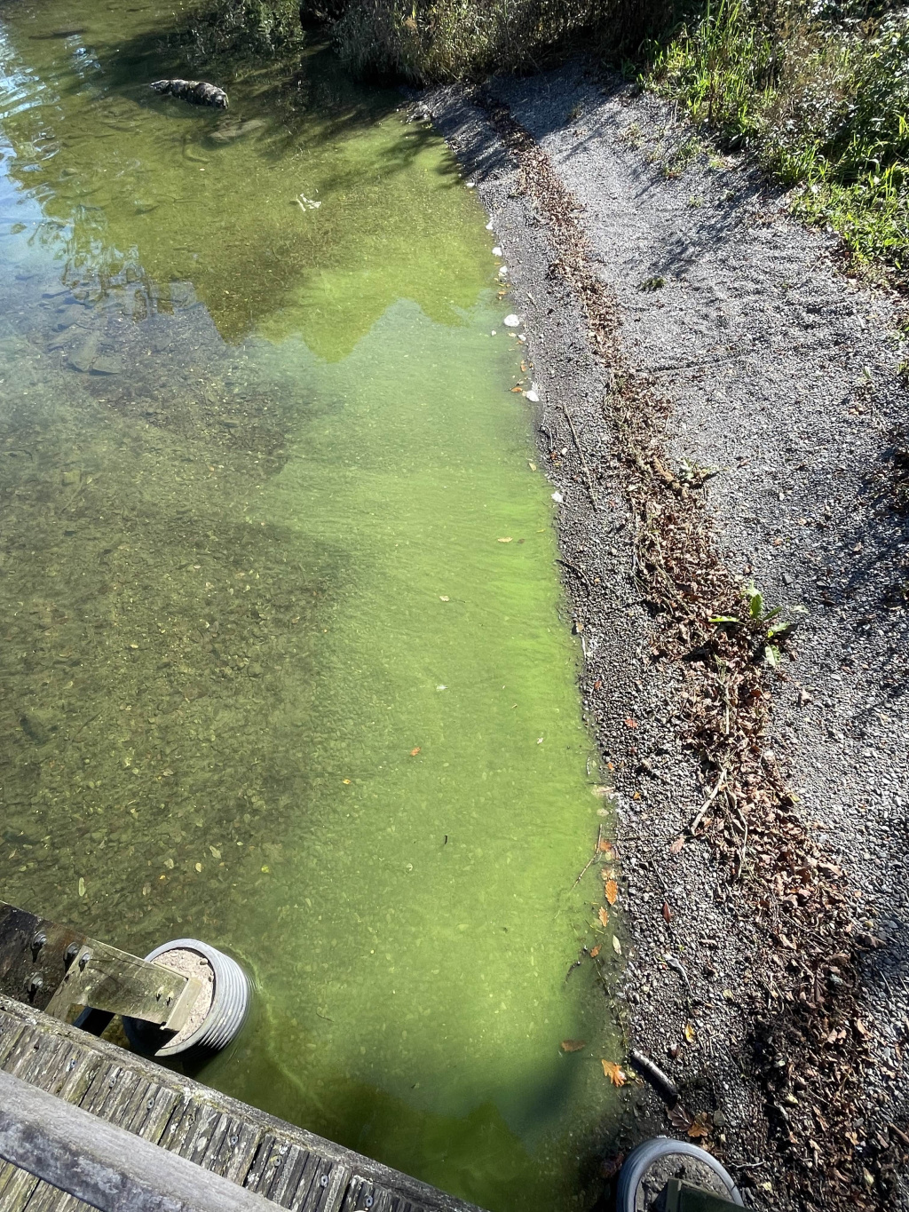 Bloomin Algae Record Map | iRecord