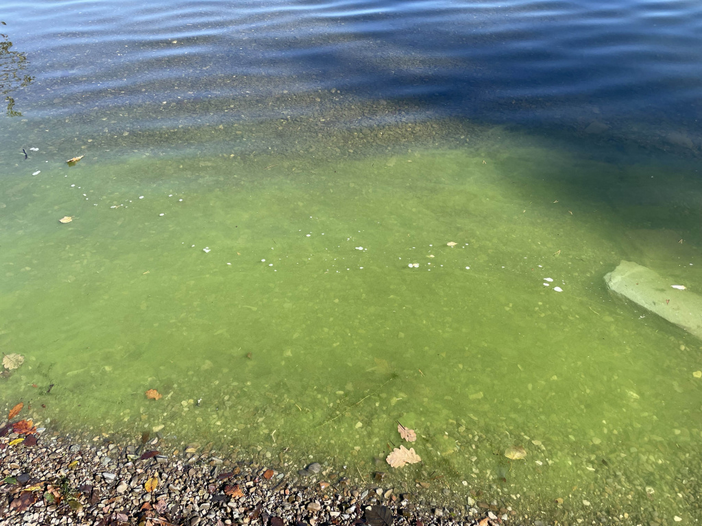 Bloomin Algae Record Map | iRecord