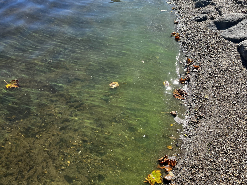 Bloomin Algae Record Map | iRecord