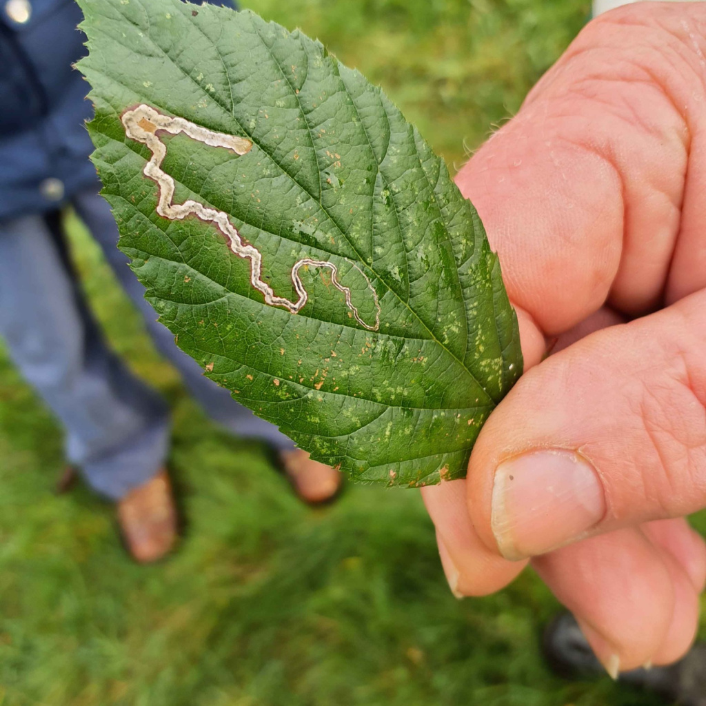 Stigmella aurella | NatureSpot