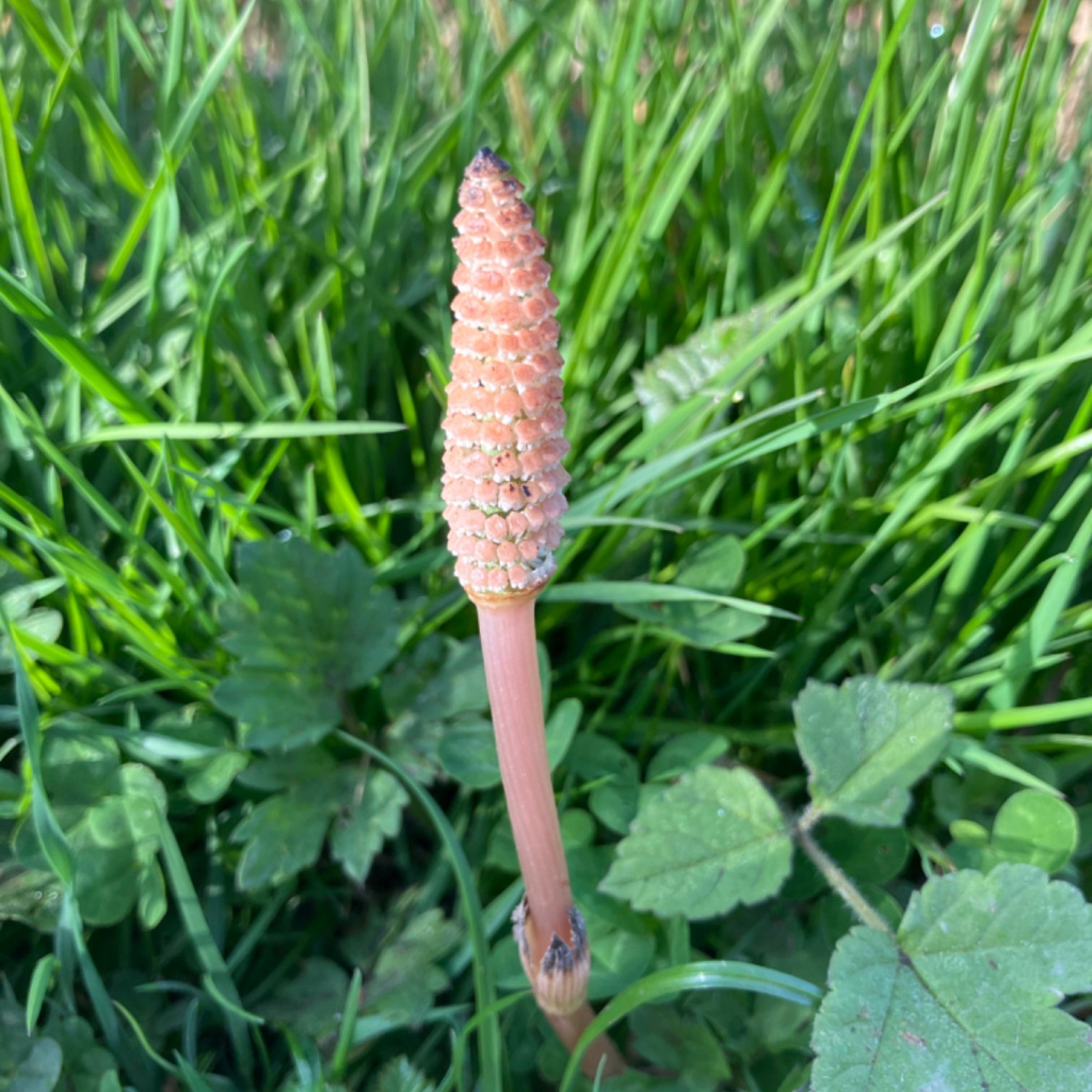 Equisetum Horsetails Horsetail | Wheat & Small Grains | Washington
