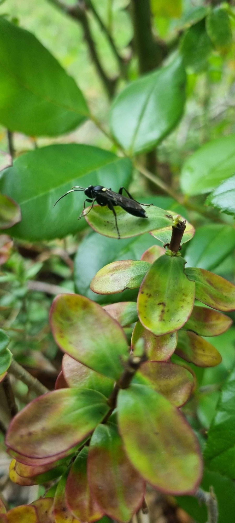 Virgichneumon albilineatus | NatureSpot