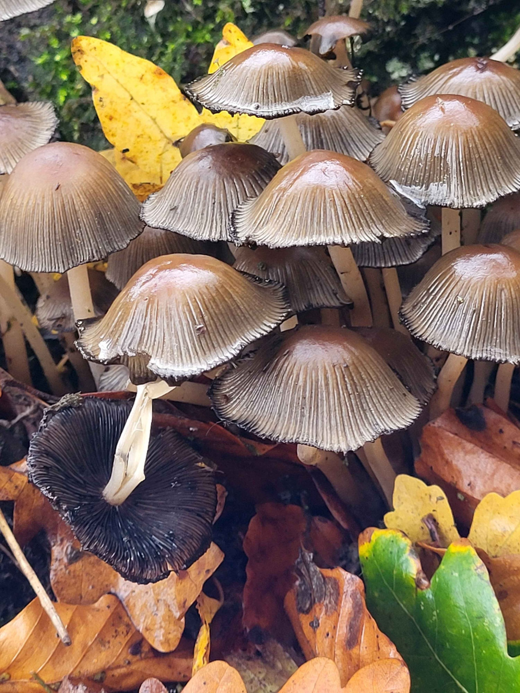 Coprinus Micaceus Glistening Inkcap
