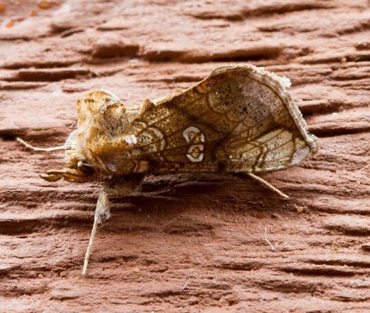 Golden Plusia | NatureSpot