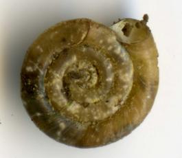 Freshwater Snails | NatureSpot