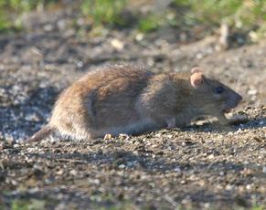 Brown Rat | NatureSpot