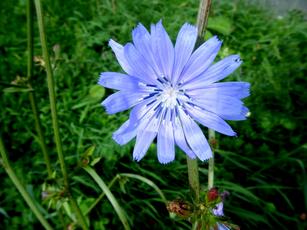 Chicory | NatureSpot