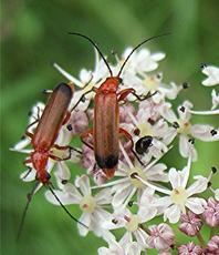 Common Red Soldier Beetle | NatureSpot