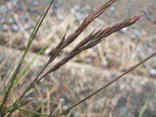 Red Fescue | NatureSpot