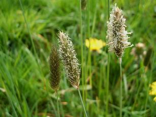 Meadow Foxtail | NatureSpot