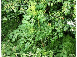 Hemlock | NatureSpot