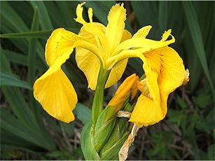 Yellow Iris | NatureSpot