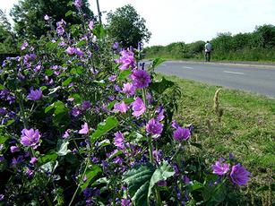 Common Mallow | NatureSpot
