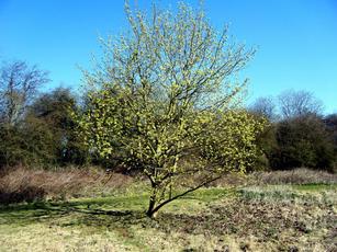 Norway Maple | NatureSpot