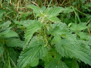 Common Nettle | NatureSpot
