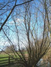 Osier | NatureSpot