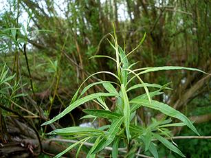 Osier | NatureSpot