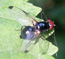 Ulidiidae - Picture-winged flies | NatureSpot