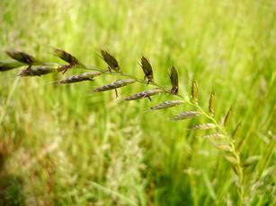 Italian Rye-grass | NatureSpot
