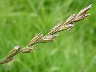 Perennial Rye-grass | NatureSpot