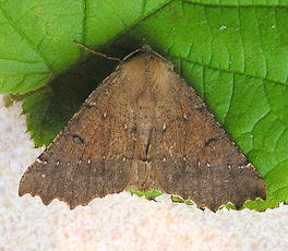 Scalloped Hazel | NatureSpot