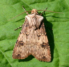 Shuttle-shaped Dart | NatureSpot