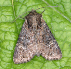 Small Clouded Brindle | NatureSpot