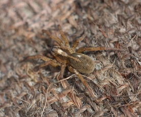 Rustic Wolf Spider | NatureSpot