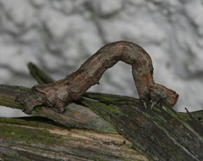 Scalloped Hazel | NatureSpot