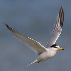 Sternidae - Terns | NatureSpot