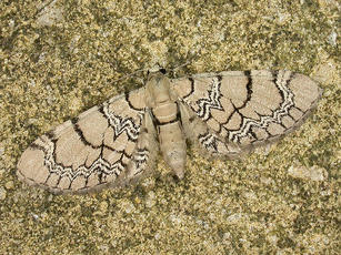 Moths | NatureSpot