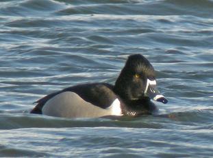 Ring-necked Duck | NatureSpot