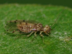 Ectopsocus briggsi agg. (briggsi/petersi/meridionalis) | NatureSpot