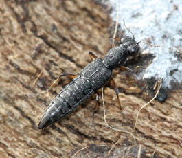 Beetles | NatureSpot