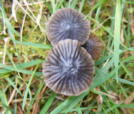 Mycenaceae - Bonnets | NatureSpot