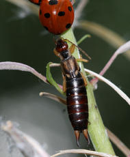 Earwig | NatureSpot