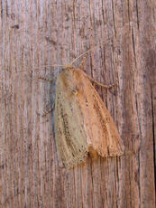 Bulrush Wainscot | NatureSpot