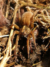 Rustic Wolf Spider | NatureSpot