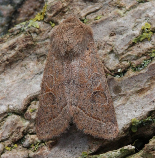 Common Quaker | NatureSpot