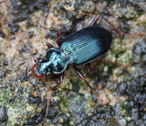 Beetles | NatureSpot