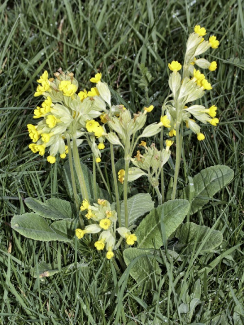Cowslip | NatureSpot