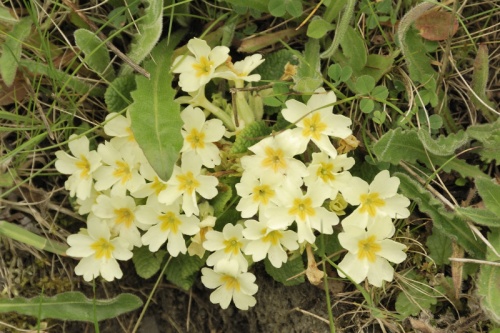 Primrose | NatureSpot