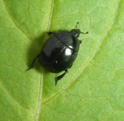 Histeridae - Clown beetles | NatureSpot